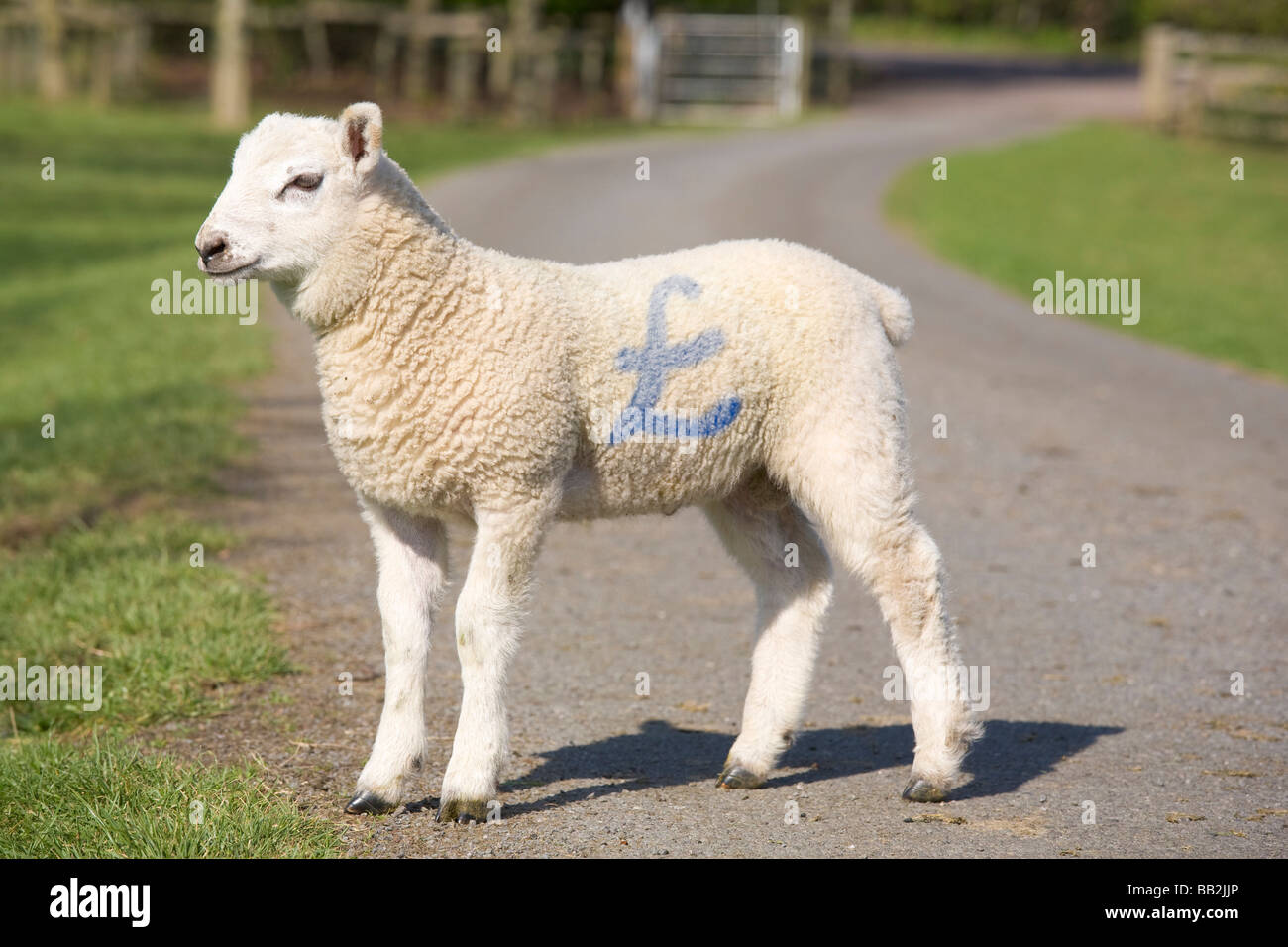 White lamb standing hi-res stock photography and images - Alamy