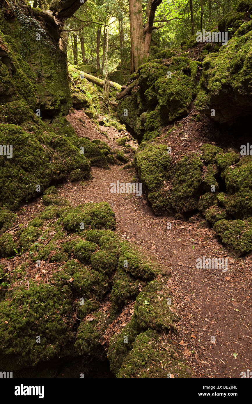 UK Gloucestershire Forest of Dean Coleford Milkwall Puzzlewood Great ...