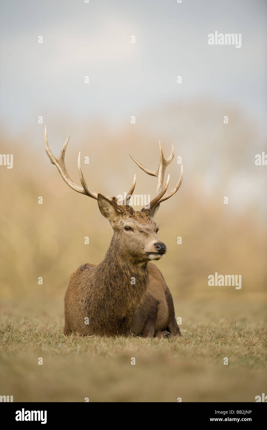 Red Deer stag resting on grassland Stock Photo - Alamy