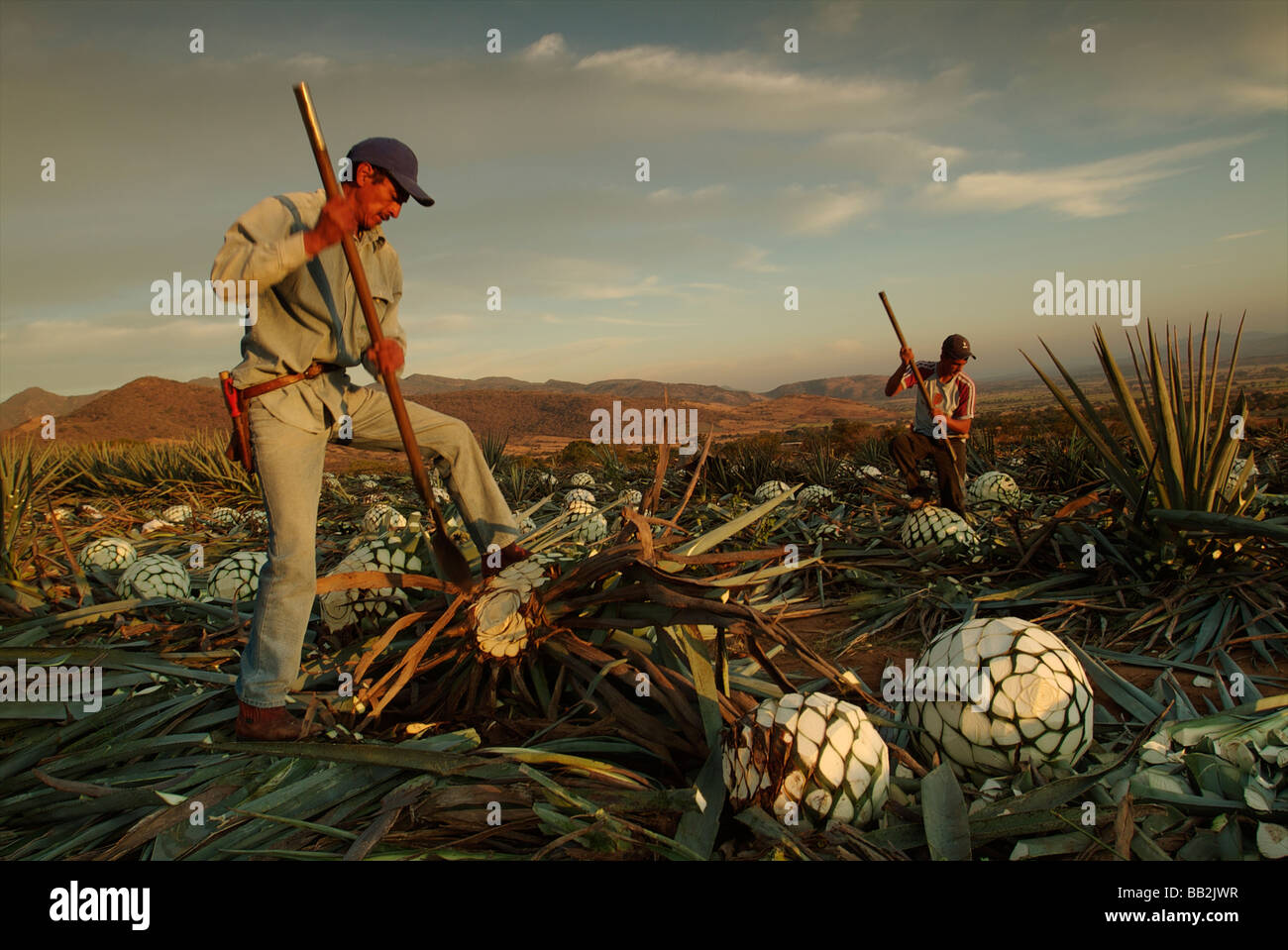 Called a Coa, the sharp, round-ended tool is used by the jimador to cut ...