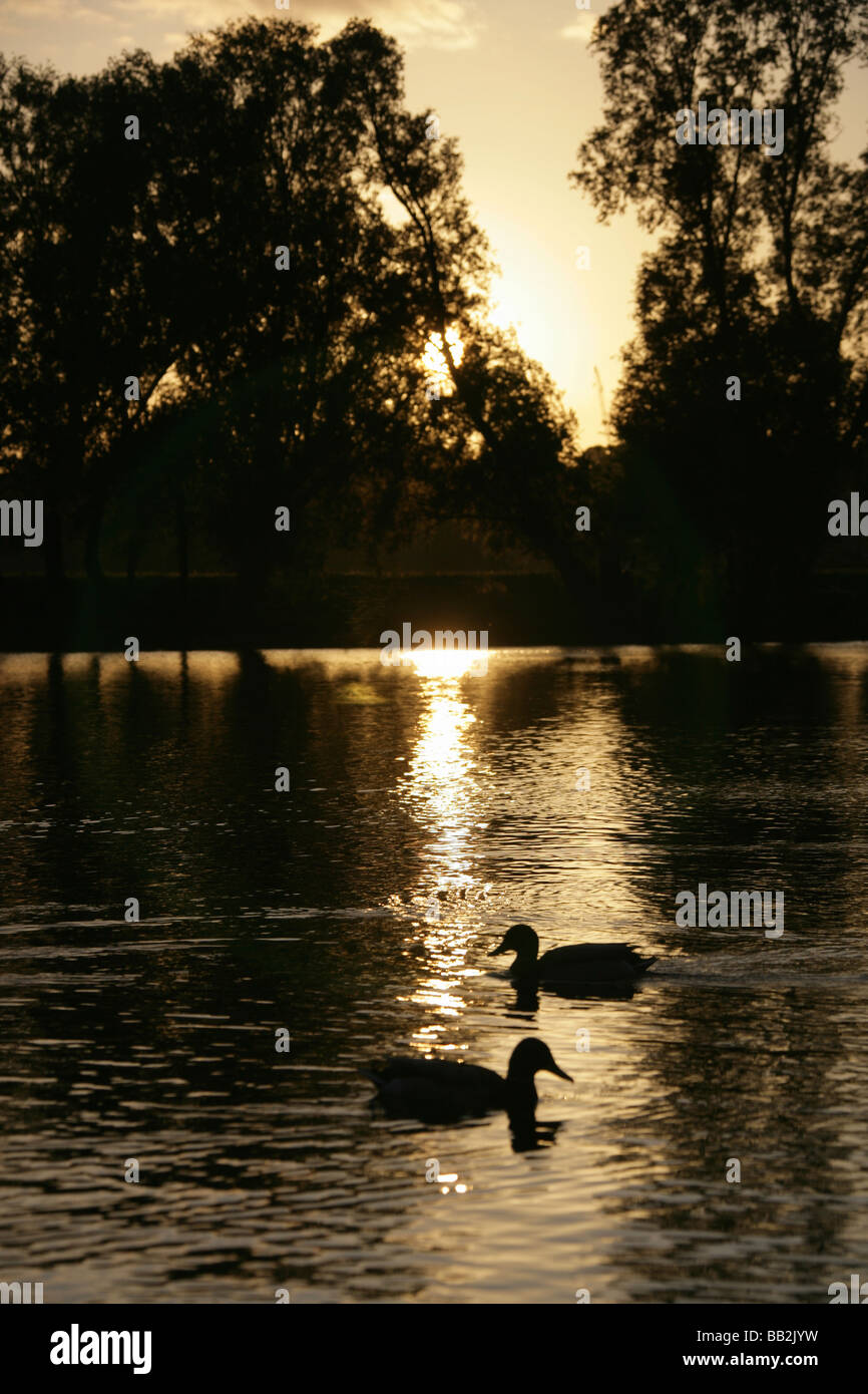 City of Chester, England. Tranquil sunset scene of ducks silhouetted on ...