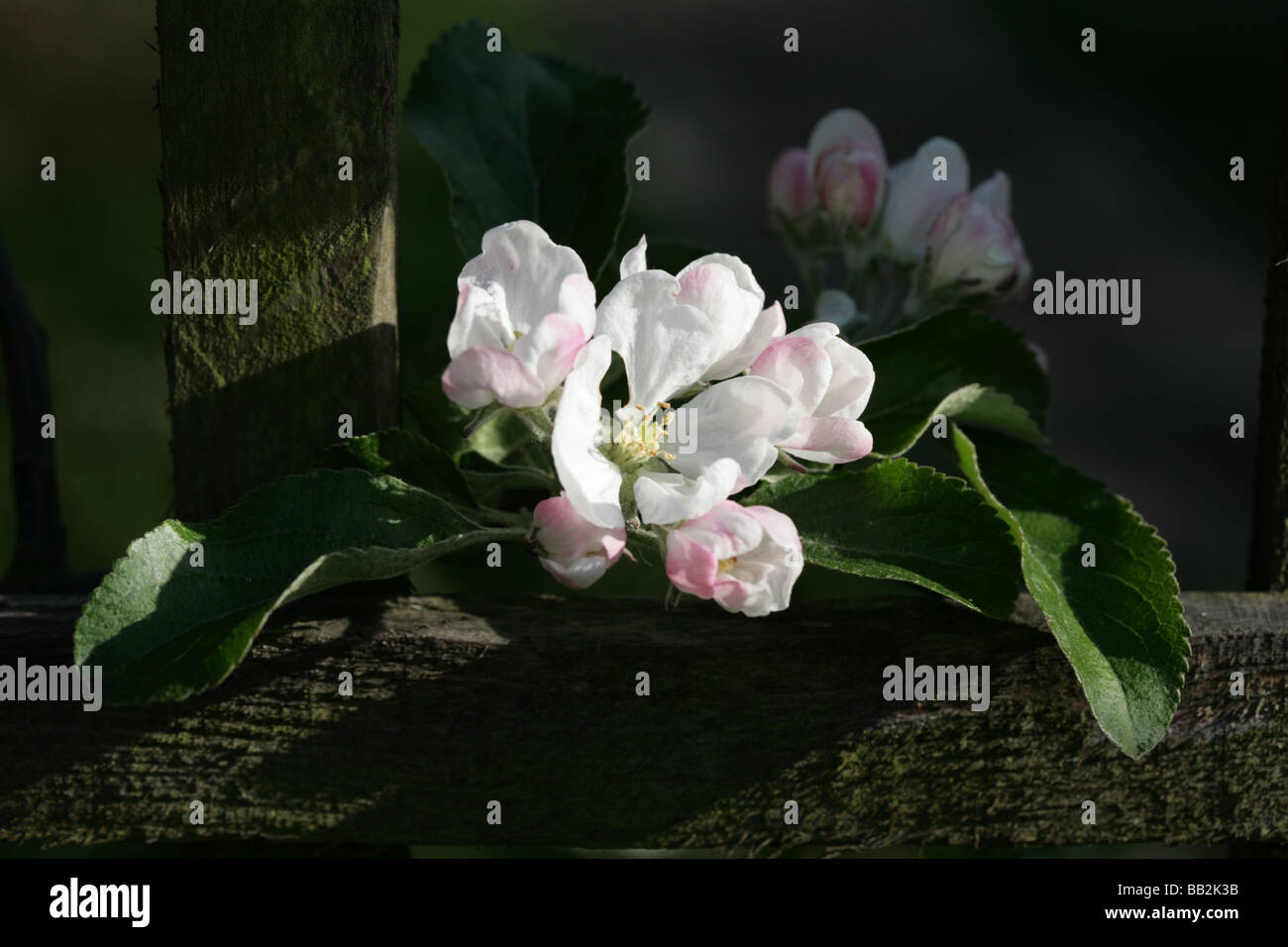 Apple blossom variety hi-res stock photography and images - Alamy