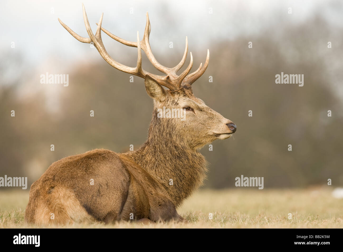 Red Deer stag resting on grassland Stock Photo - Alamy