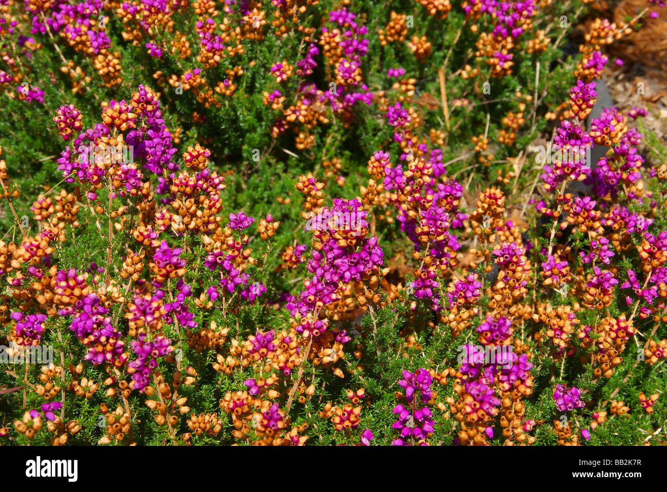 Garden heather hi-res stock photography and images - Alamy