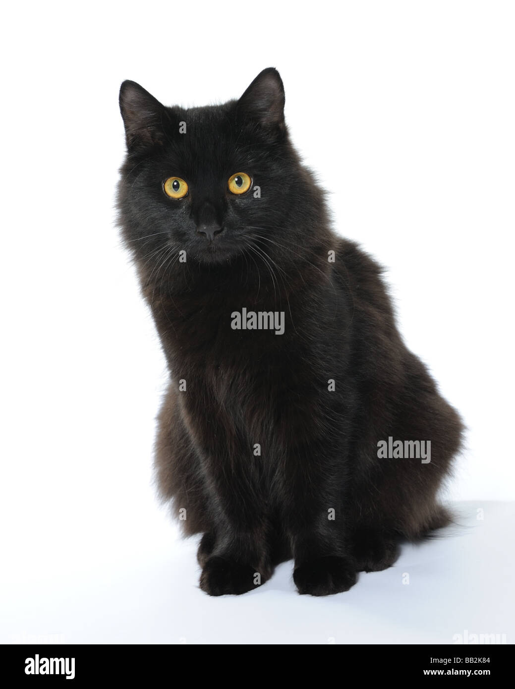 Black cat hi-res stock photography and images - Alamy