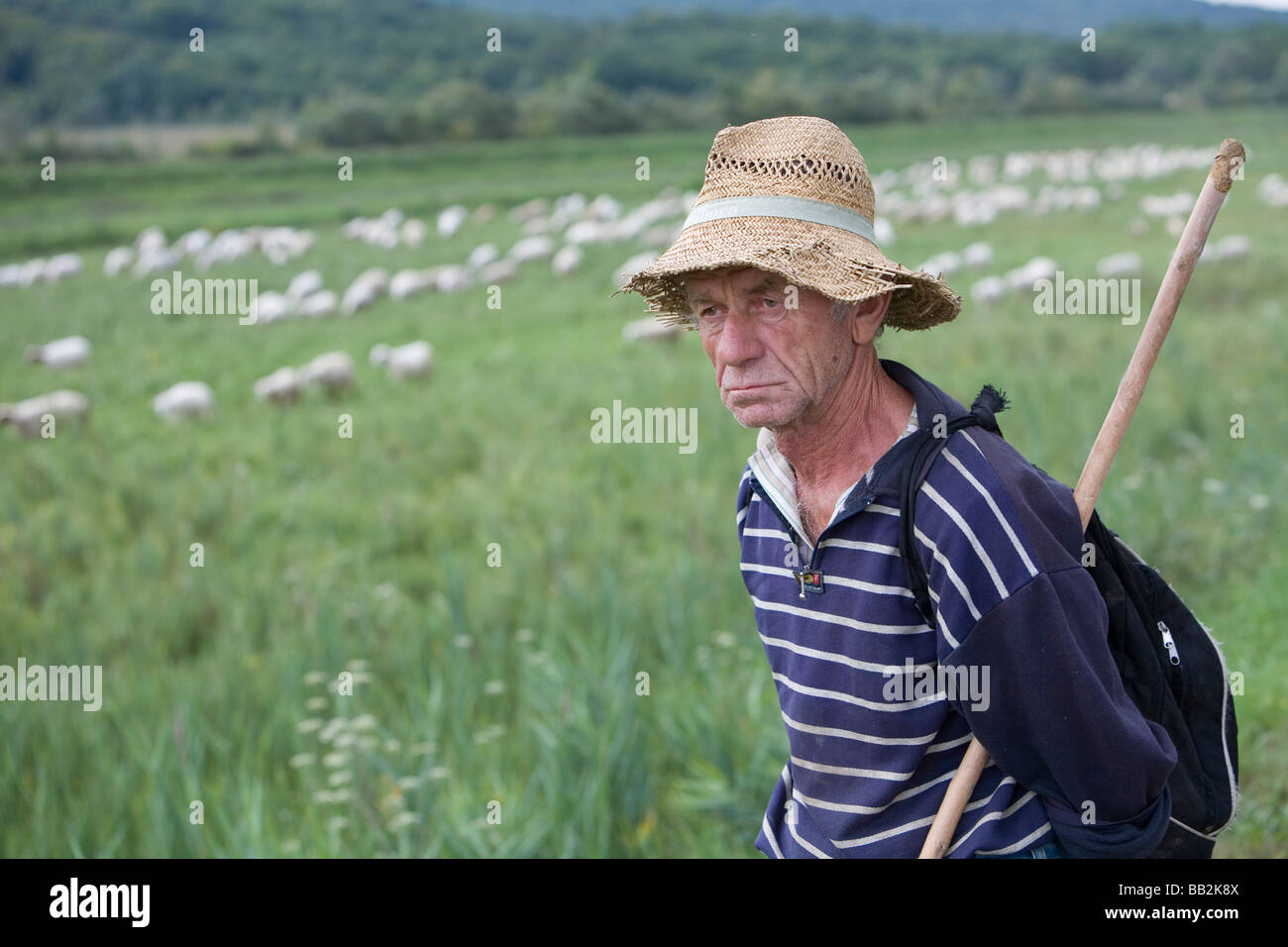 Traveling Croatia; A Shepard with his flock of sheep in a field Stock ...
