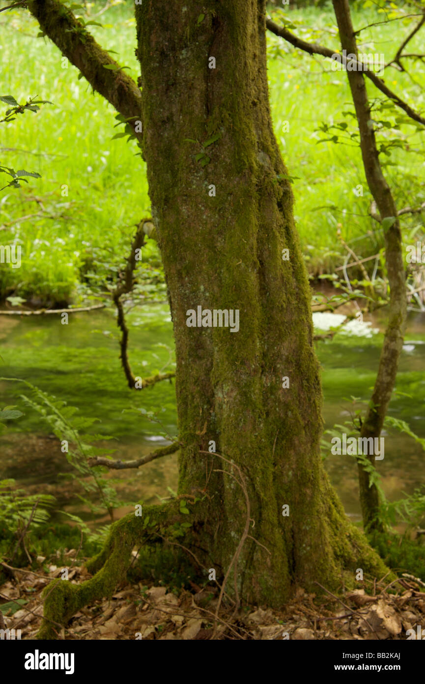 Old tree standing on a brook Stock Photo - Alamy