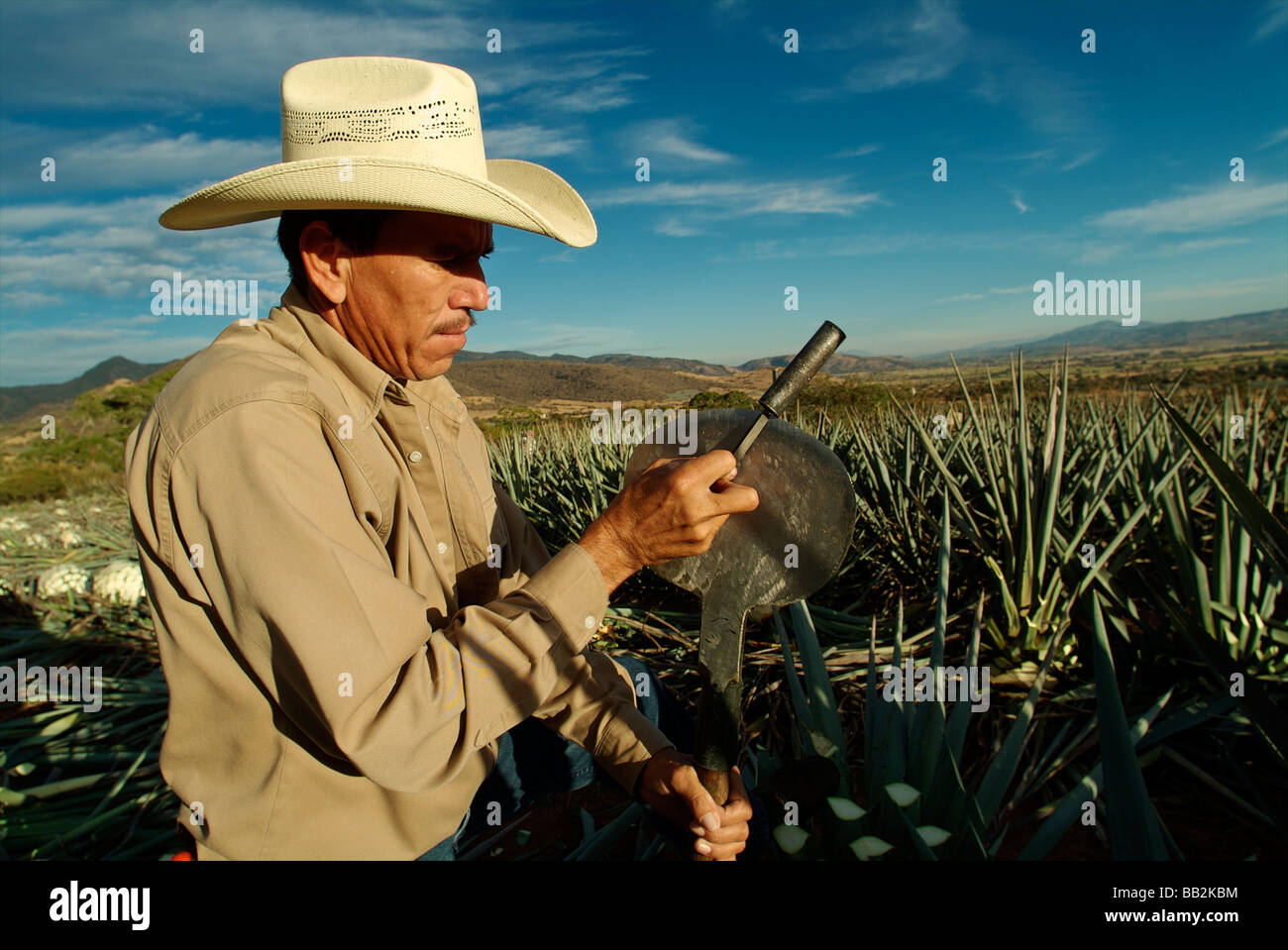 Traditional jimador sharpens his Coa, the sharp, round-ended tool used ...