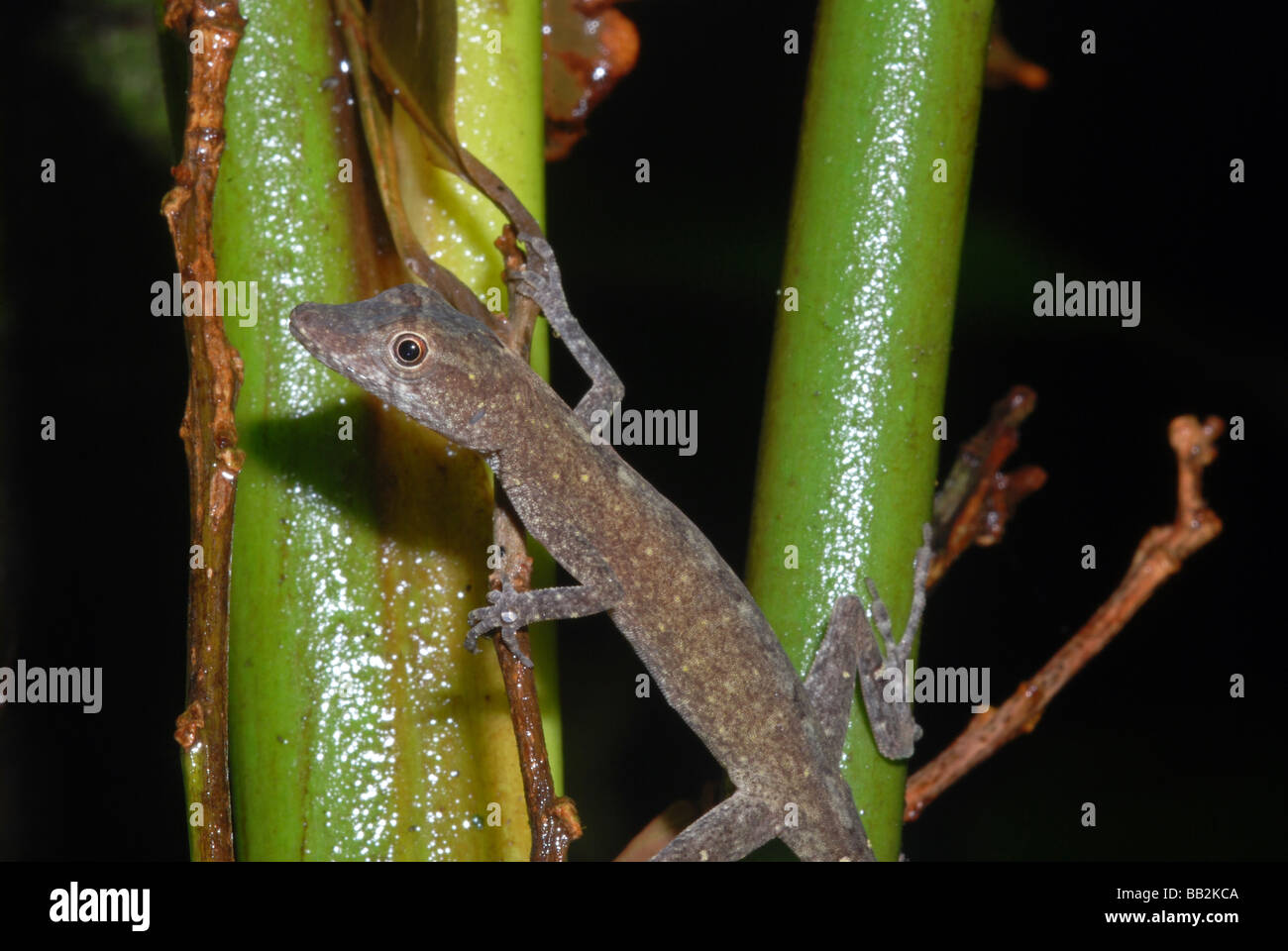 Anolis, Madre de Dios, Peru Stock Photo - Alamy