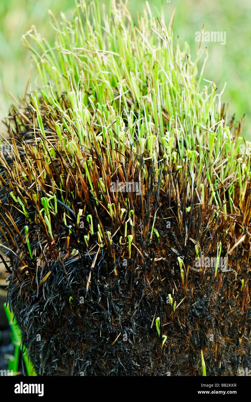 The burned down grass Stock Photo - Alamy