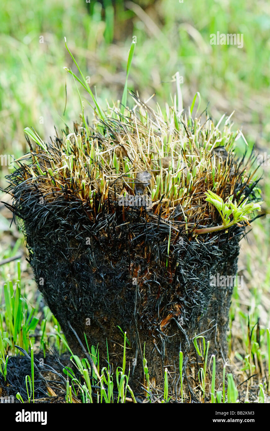 The burned down grass Stock Photo - Alamy