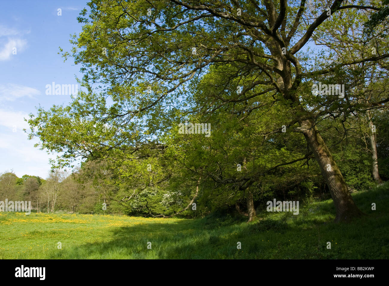 English countryside scene, trees and field Stock Photo - Alamy
