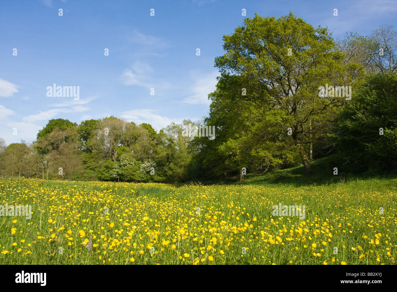 Field british countryside hi-res stock photography and images - Alamy