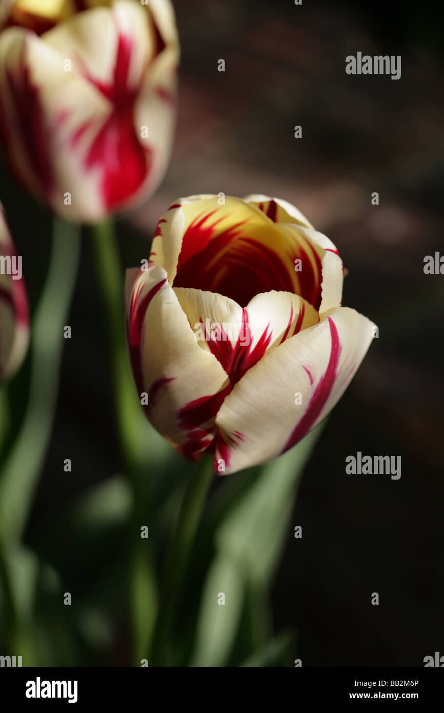 Tulipa grand perfection hi-res stock photography and images - Alamy