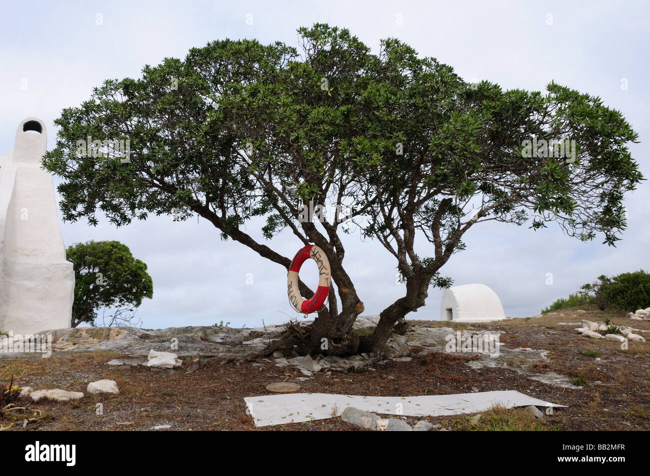 African fig tree hi-res stock photography and images - Alamy