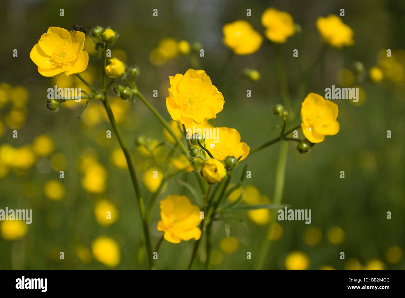 Buttercups in English countryside Stock Photo - Alamy