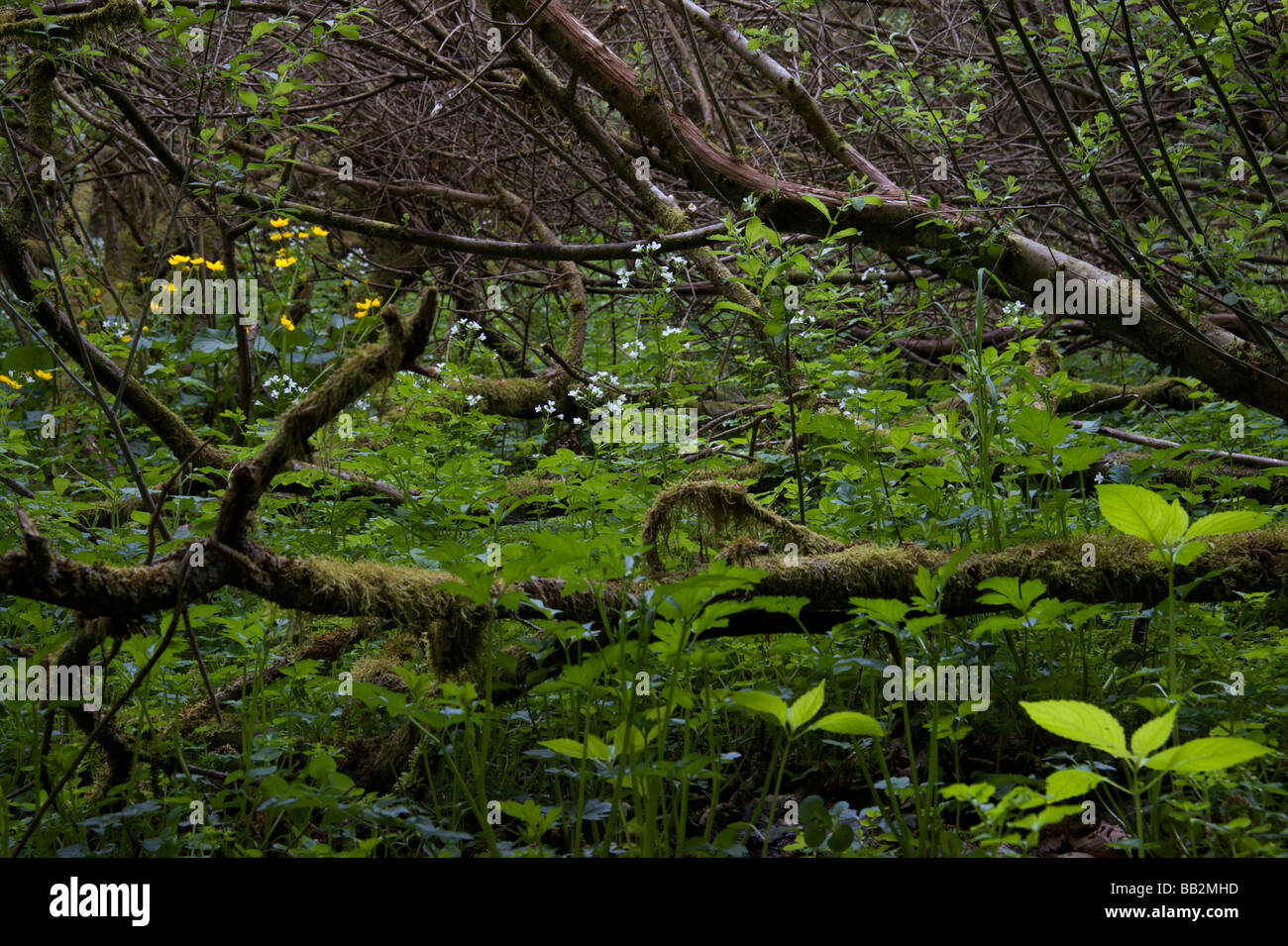 Dark old forest in Germany Stock Photo - Alamy
