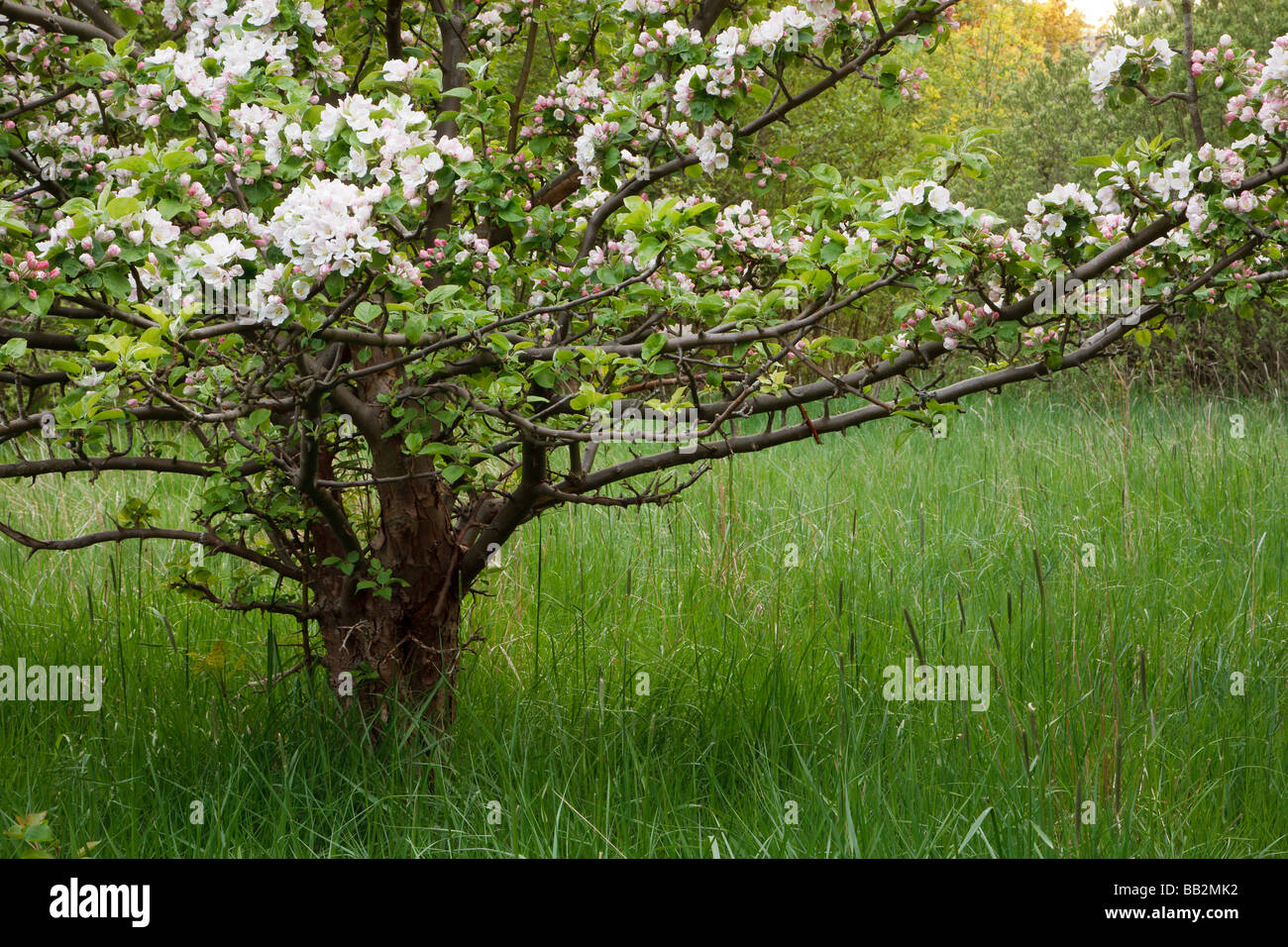 Apple tree on field Stock Photo - Alamy