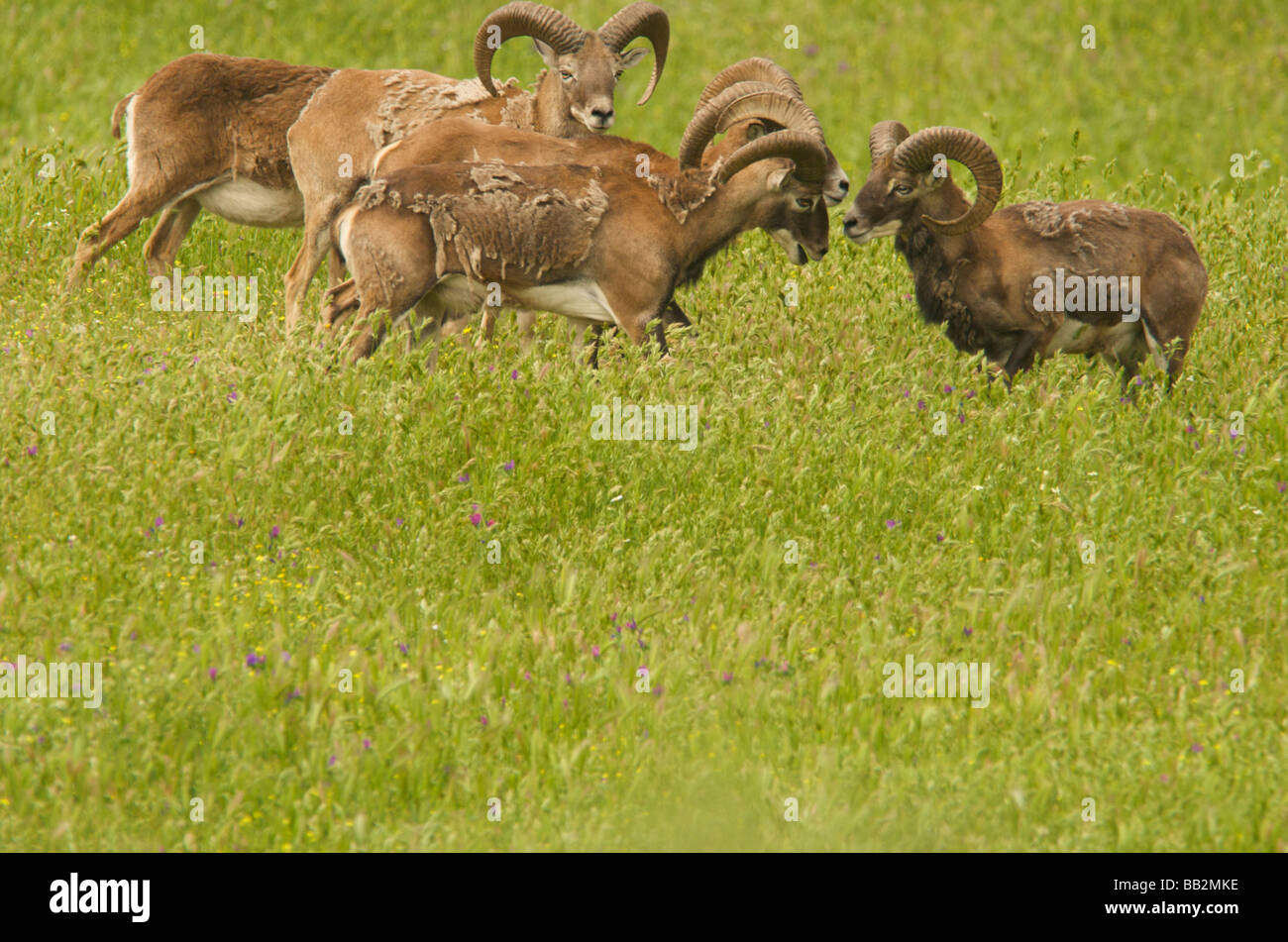 Europe mouflon wild hi-res stock photography and images - Alamy