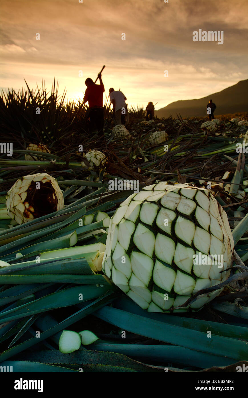 Jimadors harvesting blue agave in the fields at sunset Stock Photo - Alamy