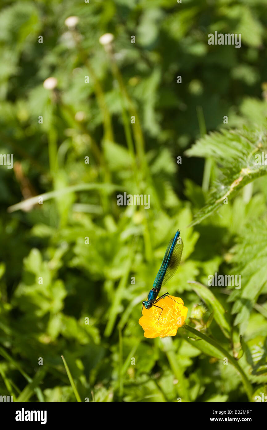 Dragonfly magazine cover Stock Photo - Alamy