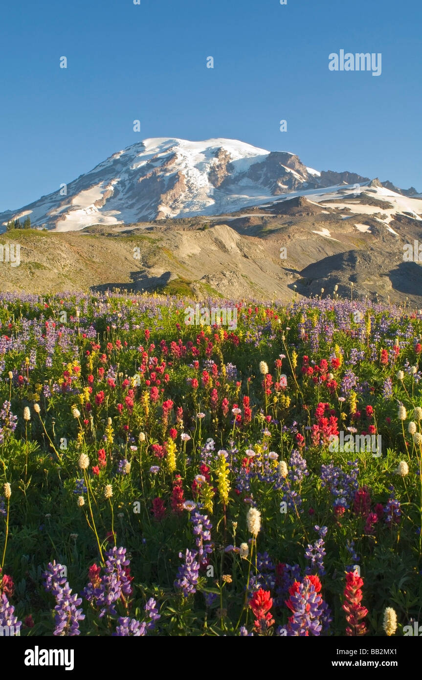 Wildflowers in Mount Rainier National Park - Washington, Mt. Rainier ...