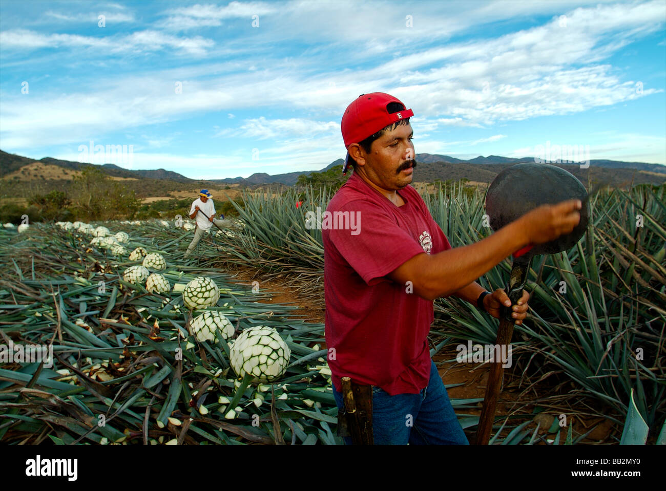 Jimador sharpens his Coa, the sharp, round-ended tool used to cut the ...