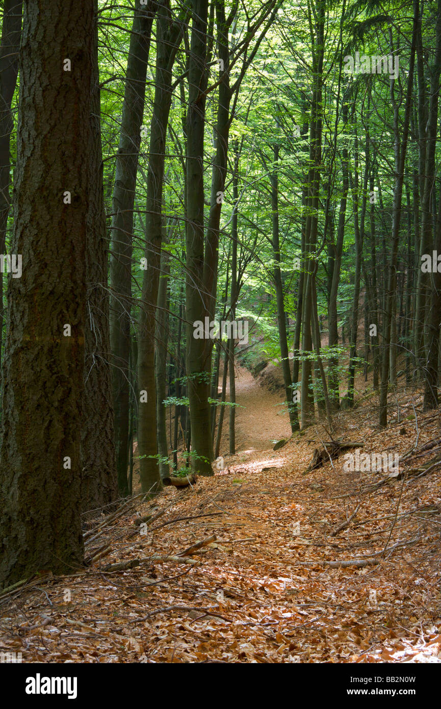 Trail in german forest Stock Photo - Alamy