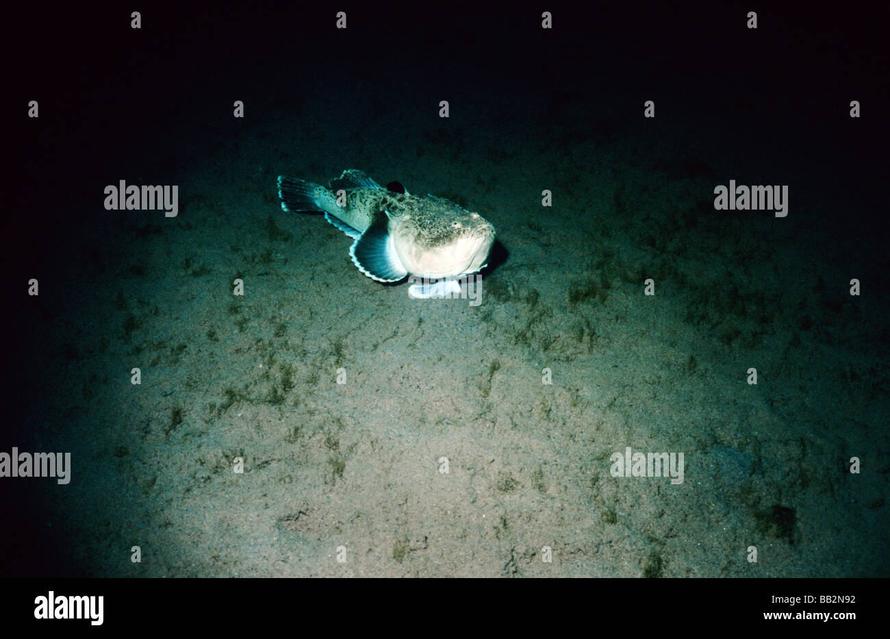 Sargazer Fish. White - Margin Stargazer. Marine fish of the Red Sea ...