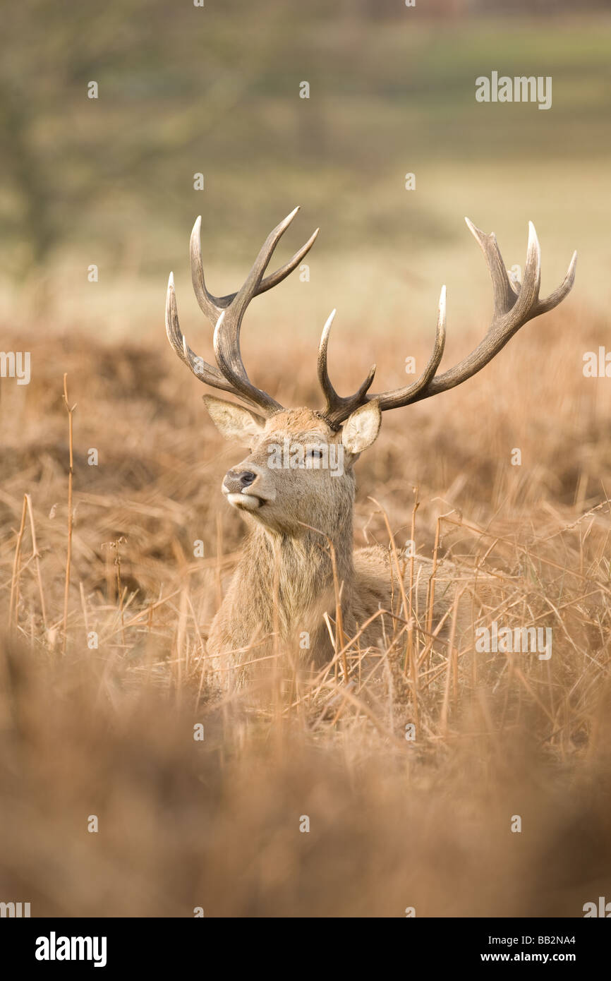 Red stag antler hi-res stock photography and images - Alamy