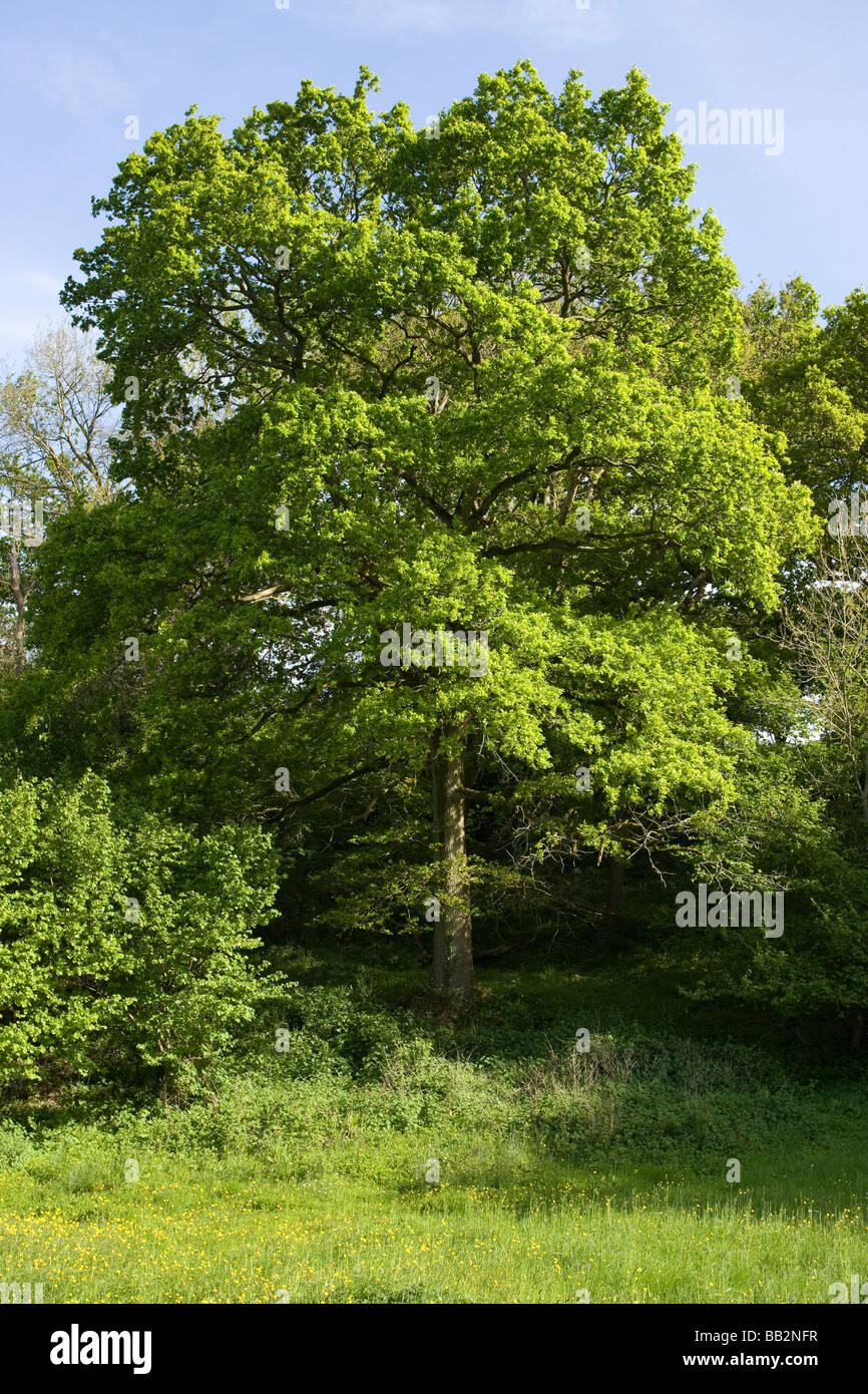 Oak Tree in English countryside Stock Photo - Alamy