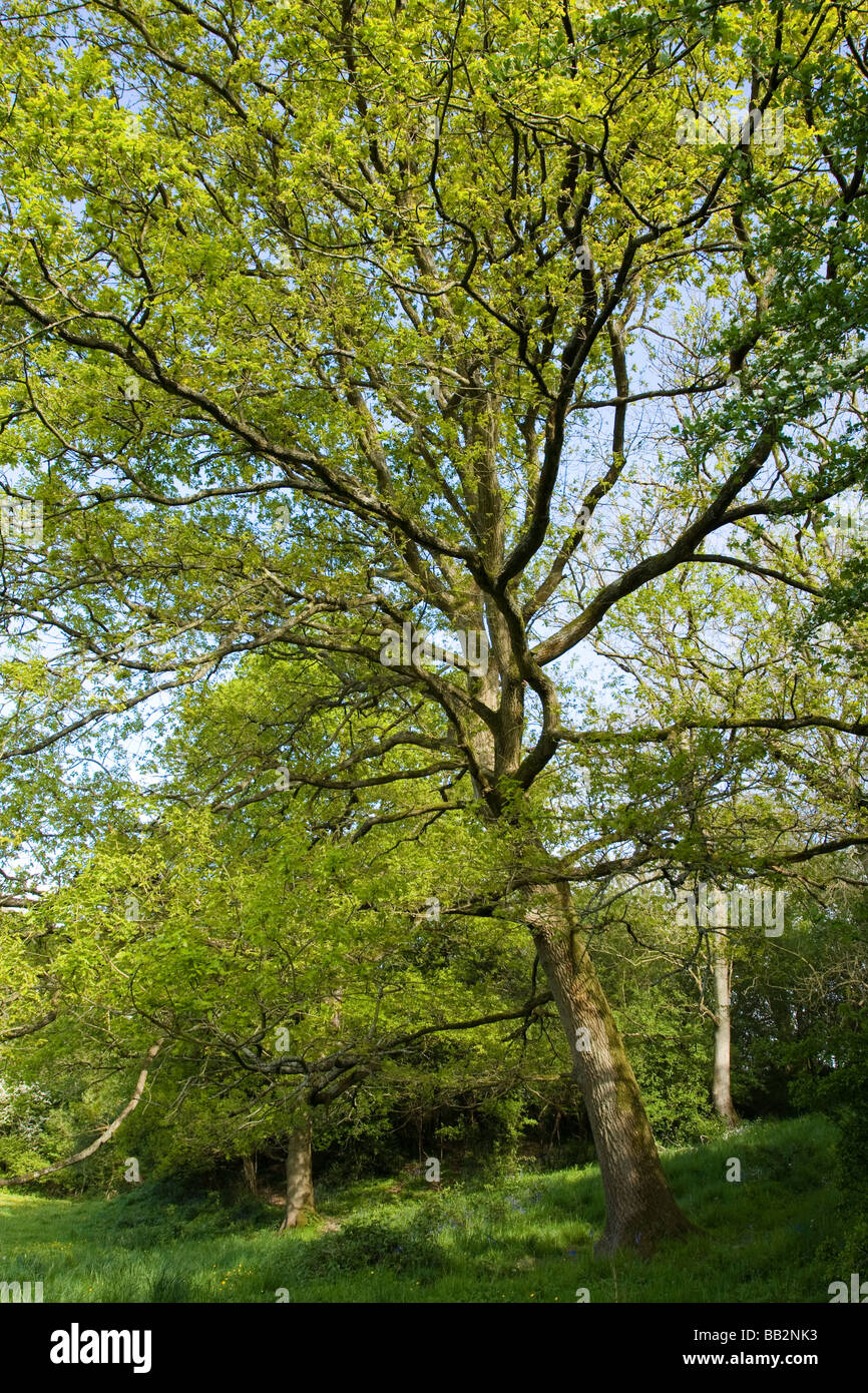 Tree in English countryside Stock Photo - Alamy