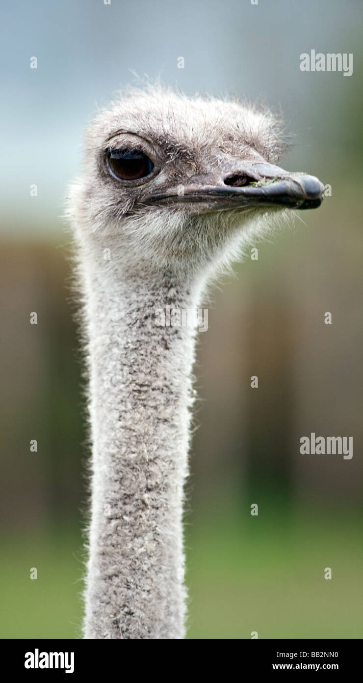A female Ostrich Stock Photo - Alamy