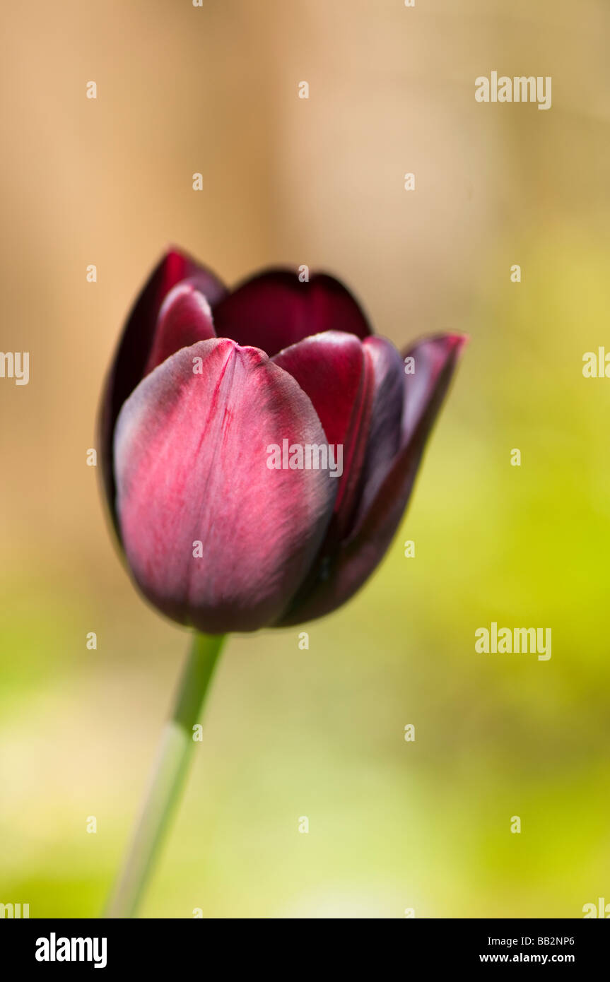 Close up of Tulip Queen of the Night Stock Photo - Alamy