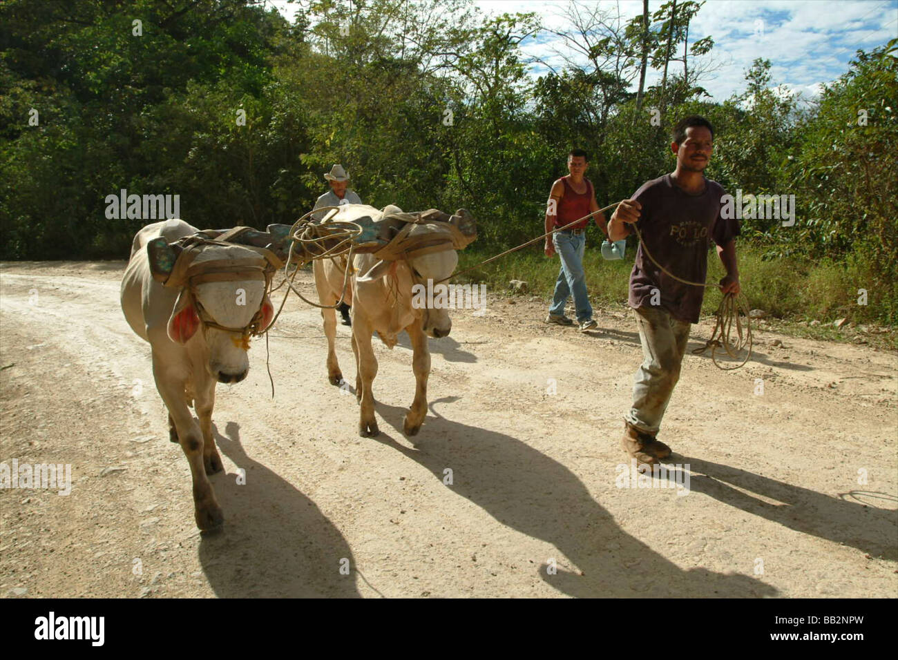 Ox team hi-res stock photography and images - Alamy