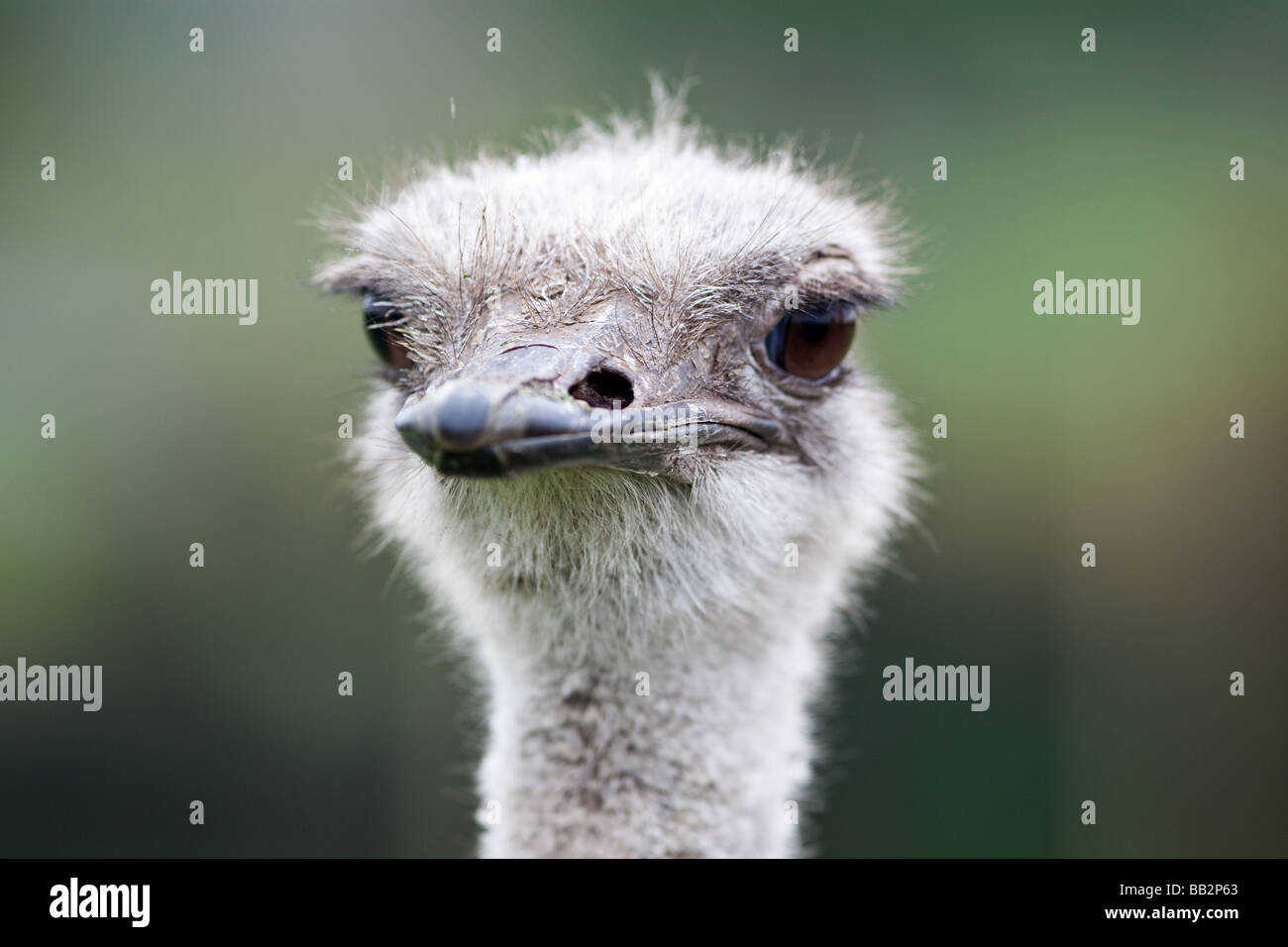 A female Ostrich Stock Photo - Alamy