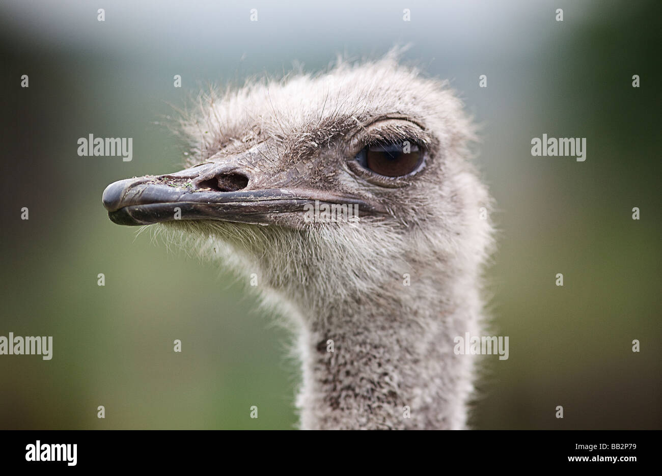 Ostrich female face and neck hi-res stock photography and images - Alamy
