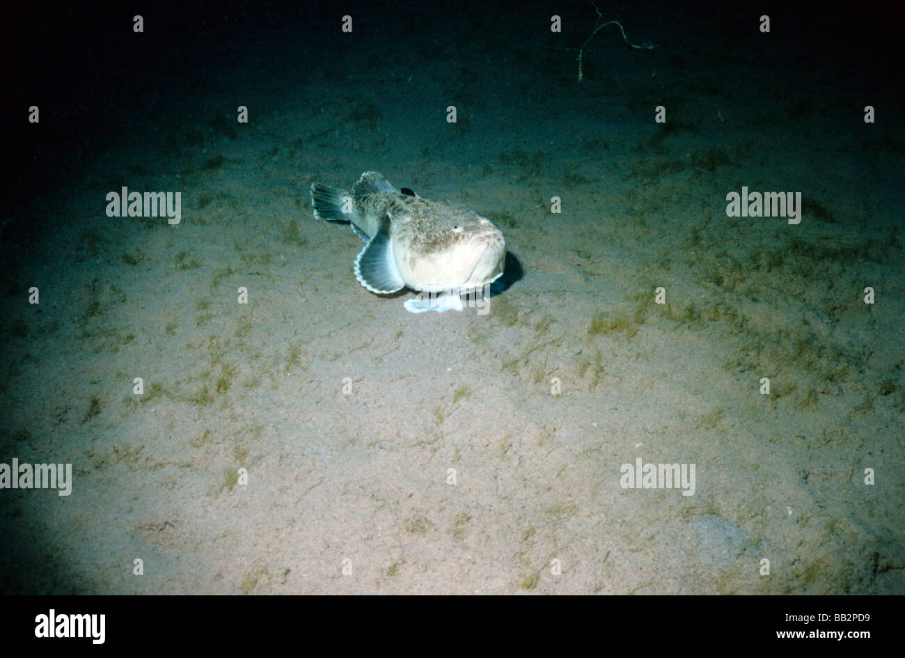 Sargazer Fish. White - Margin Stargazer. Marine fish of the Red Sea ...