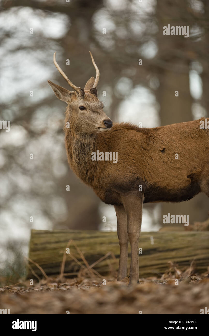 Red deer standing hi-res stock photography and images - Alamy