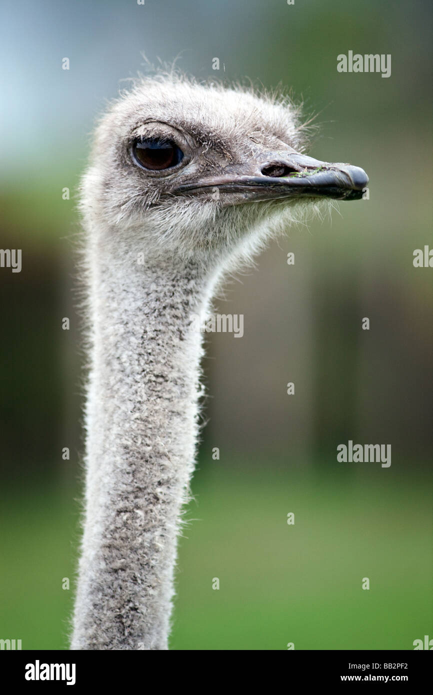 A female Ostrich Stock Photo - Alamy