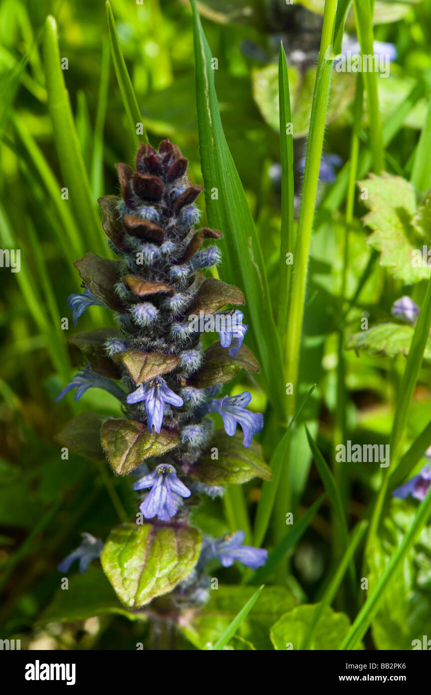 Bugle, Ajuga reptans Stock Photo - Alamy