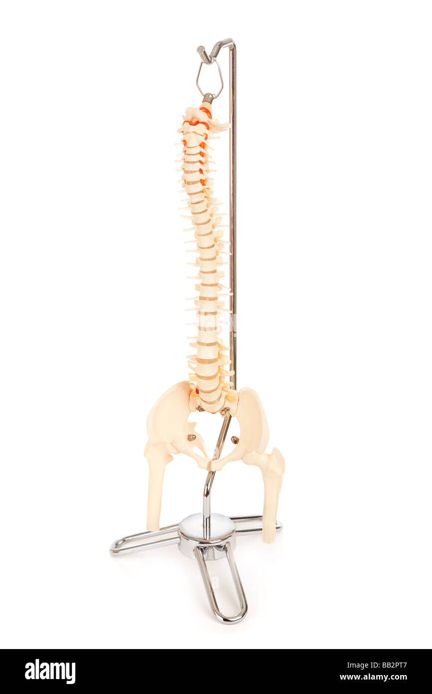 Chiropractic Spine Model