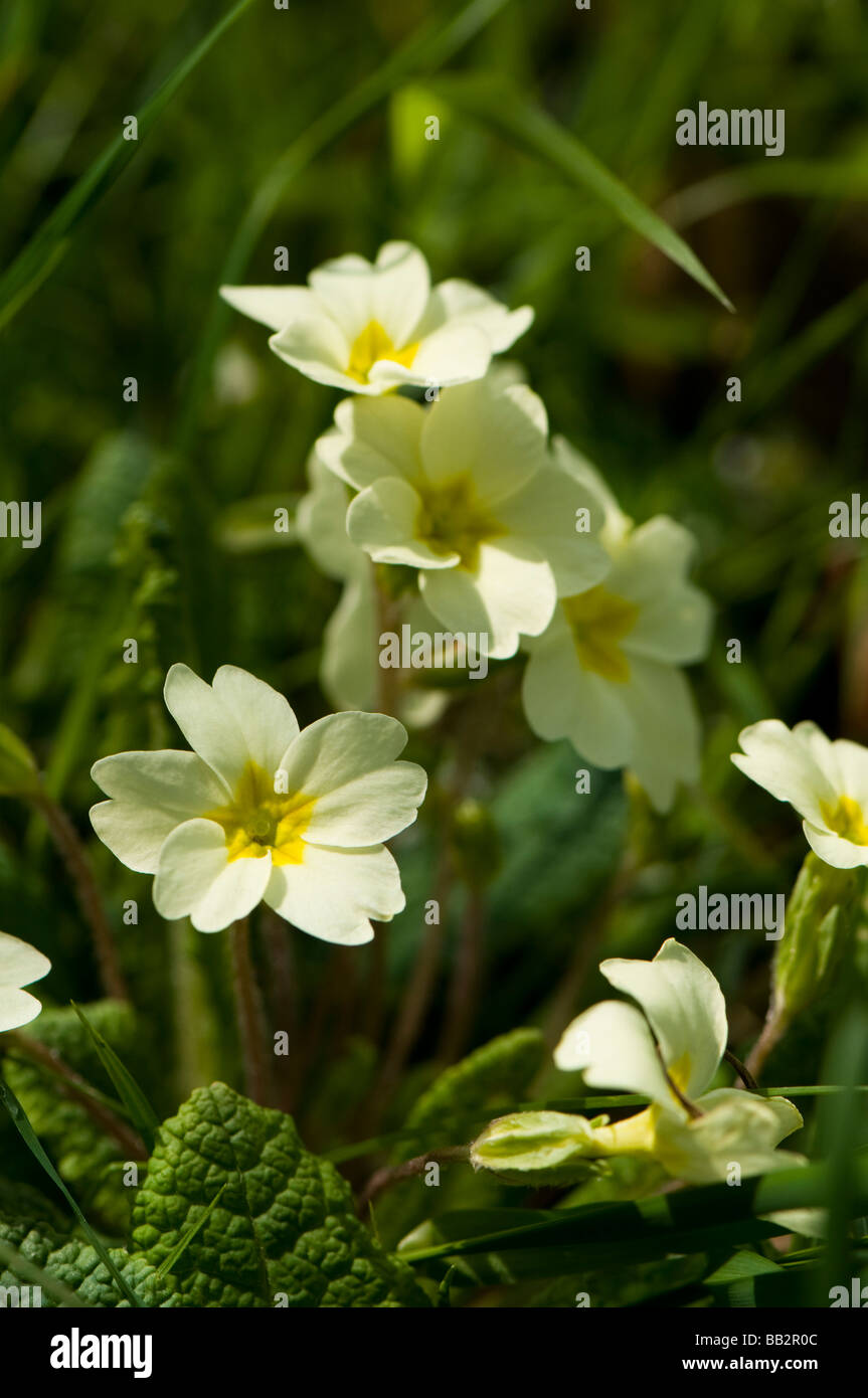 Yellow Primrose Stock Photos & Yellow Primrose Stock Images - Alamy