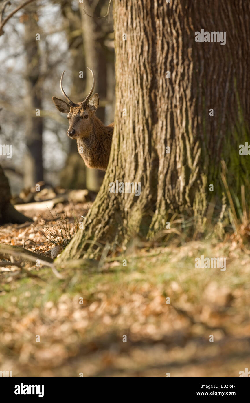 Red Deer standing in woodland at Richmond Park, London Stock Photo - Alamy