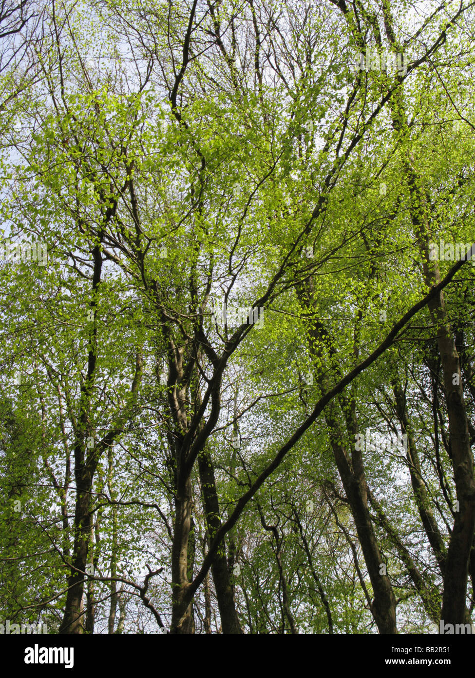 Young beech tree uk summer hi-res stock photography and images - Alamy