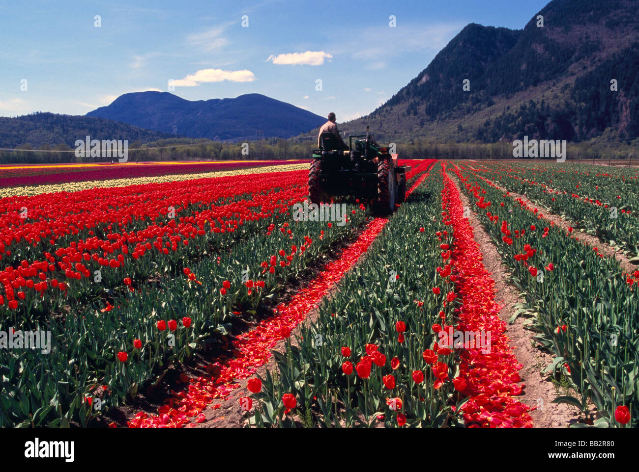 Farmer cutting Tulips in Field for Bulb Growth at Tulip Bulb Farm in ...