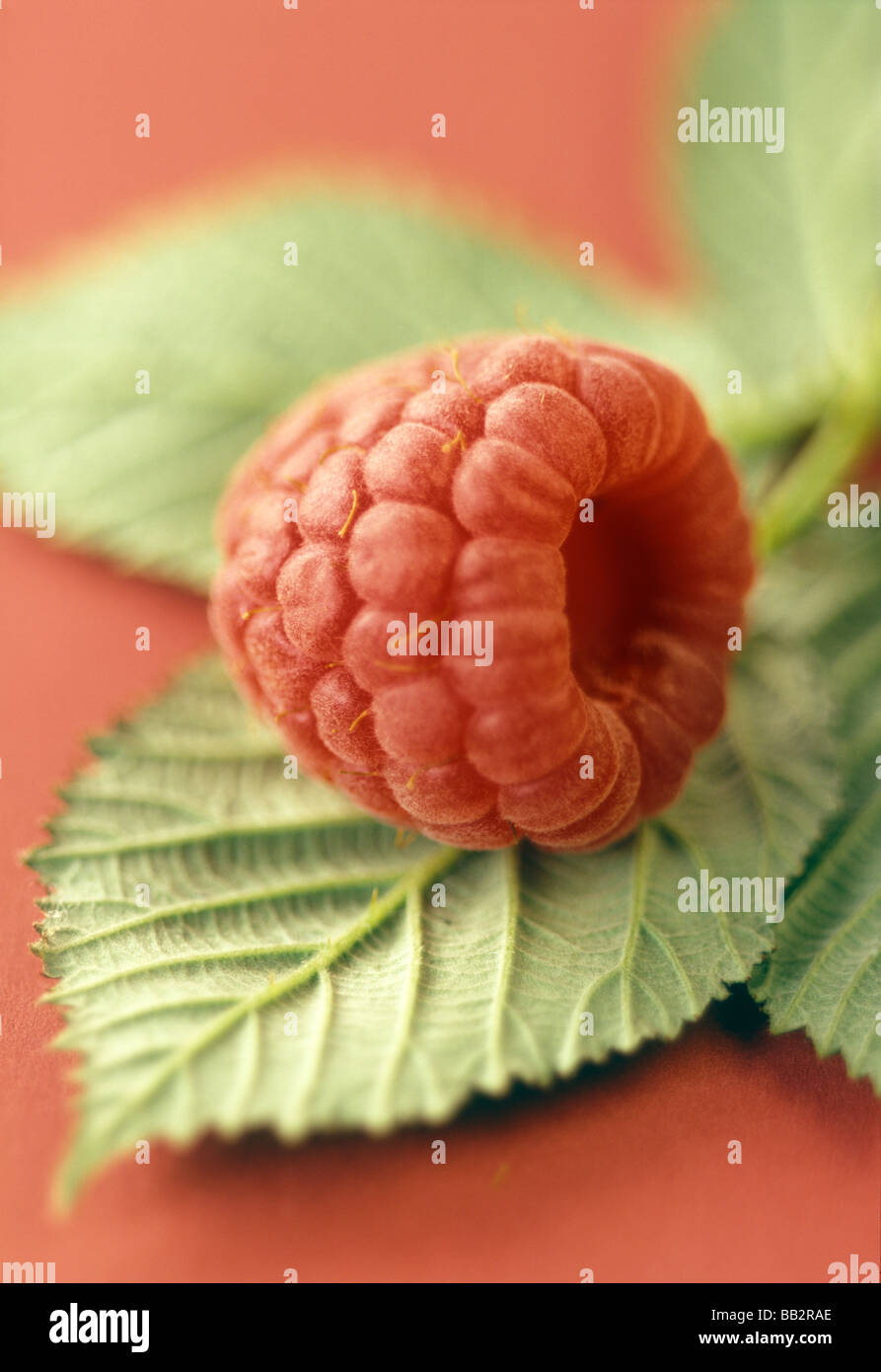 RASPBERIRES, SITTING ON RASPBERRY LEAVES ON A RED BACKGROUND Stock ...