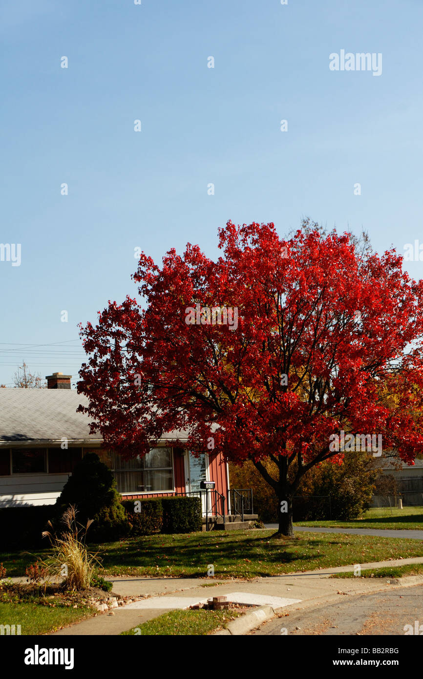 Fall tree and house with a blue sky Stock Photo - Alamy