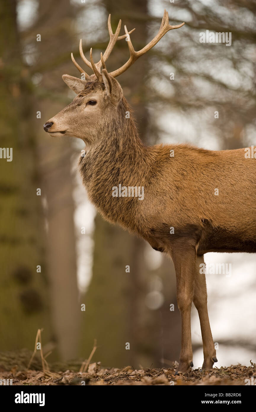 Red Deer standing in woodland at Richmond Park, London Stock Photo - Alamy