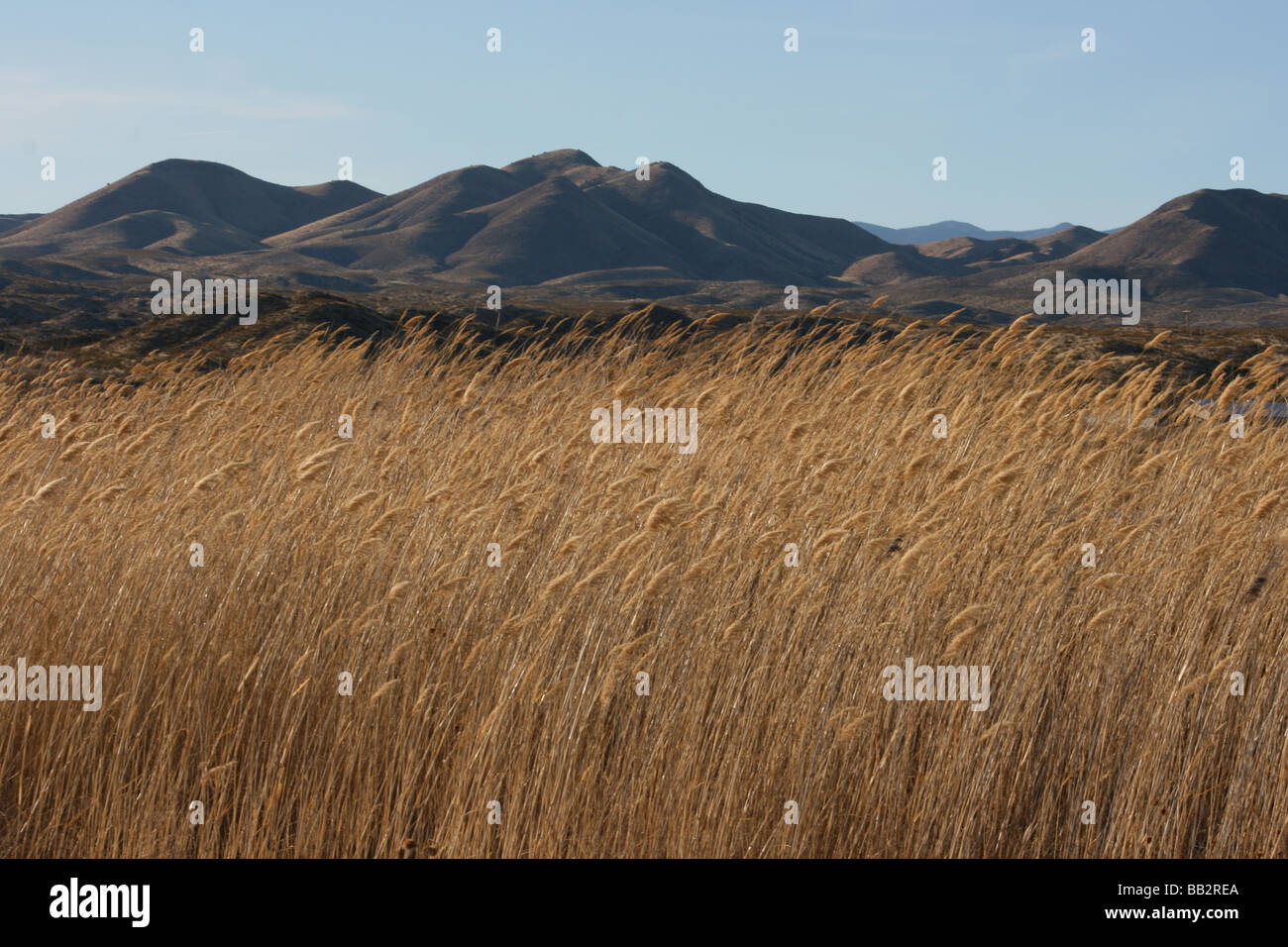 landscape Bosque del Apache, New Mexico Stock Photo - Alamy